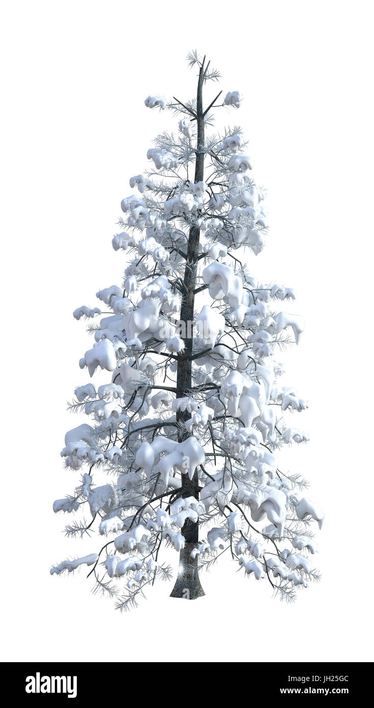 3D rendering of a spruce tree under snow isolated on white background ...