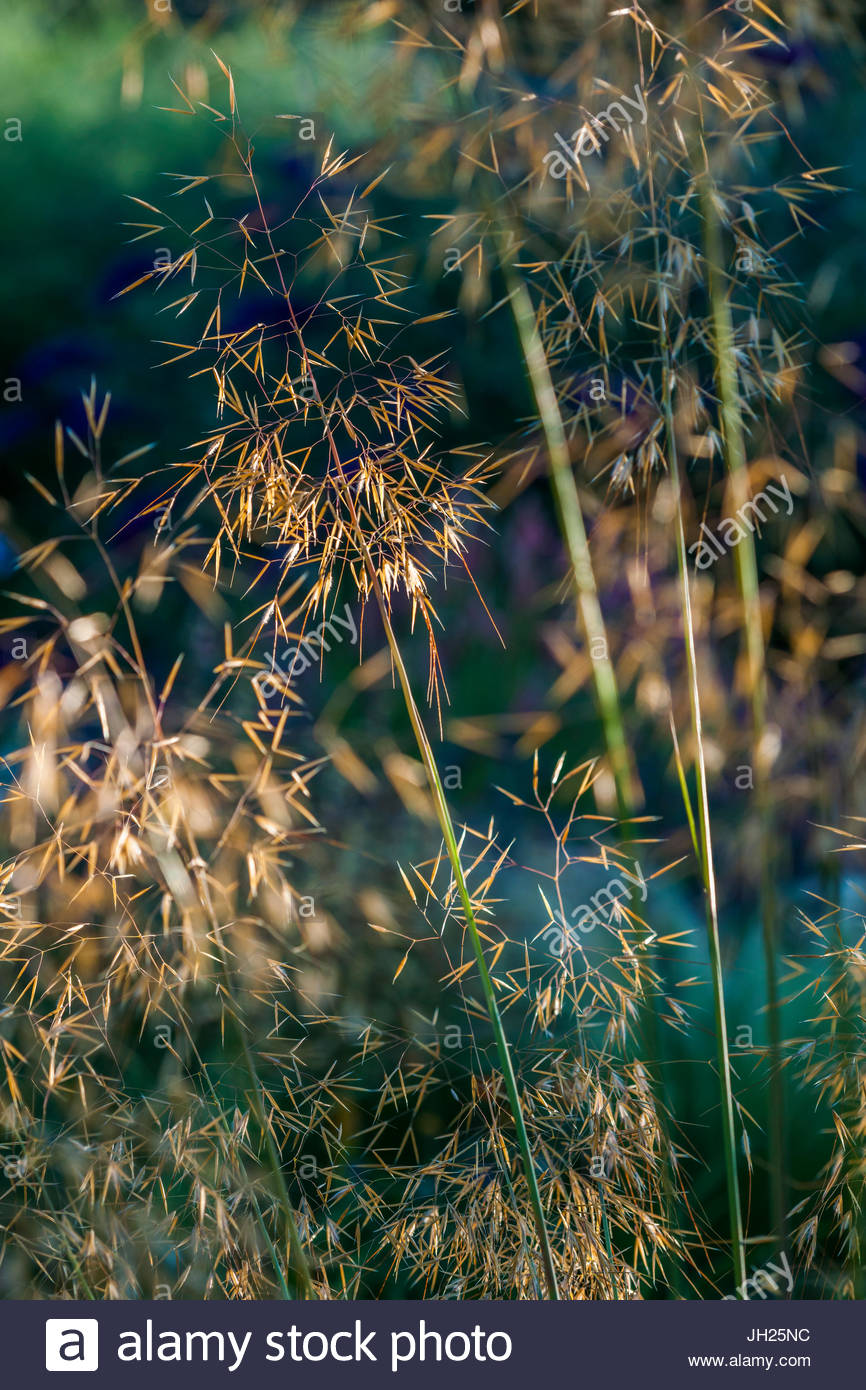 Stipa Gigantea Stock Photos & Stipa Gigantea Stock Images - Alamy