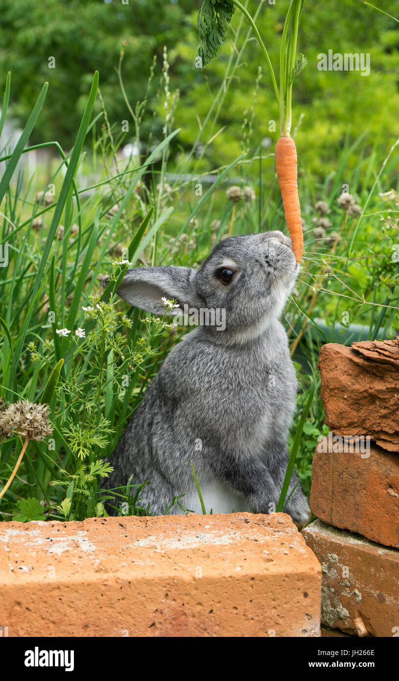 Rabbit carrot grass hi-res stock photography and images - Alamy