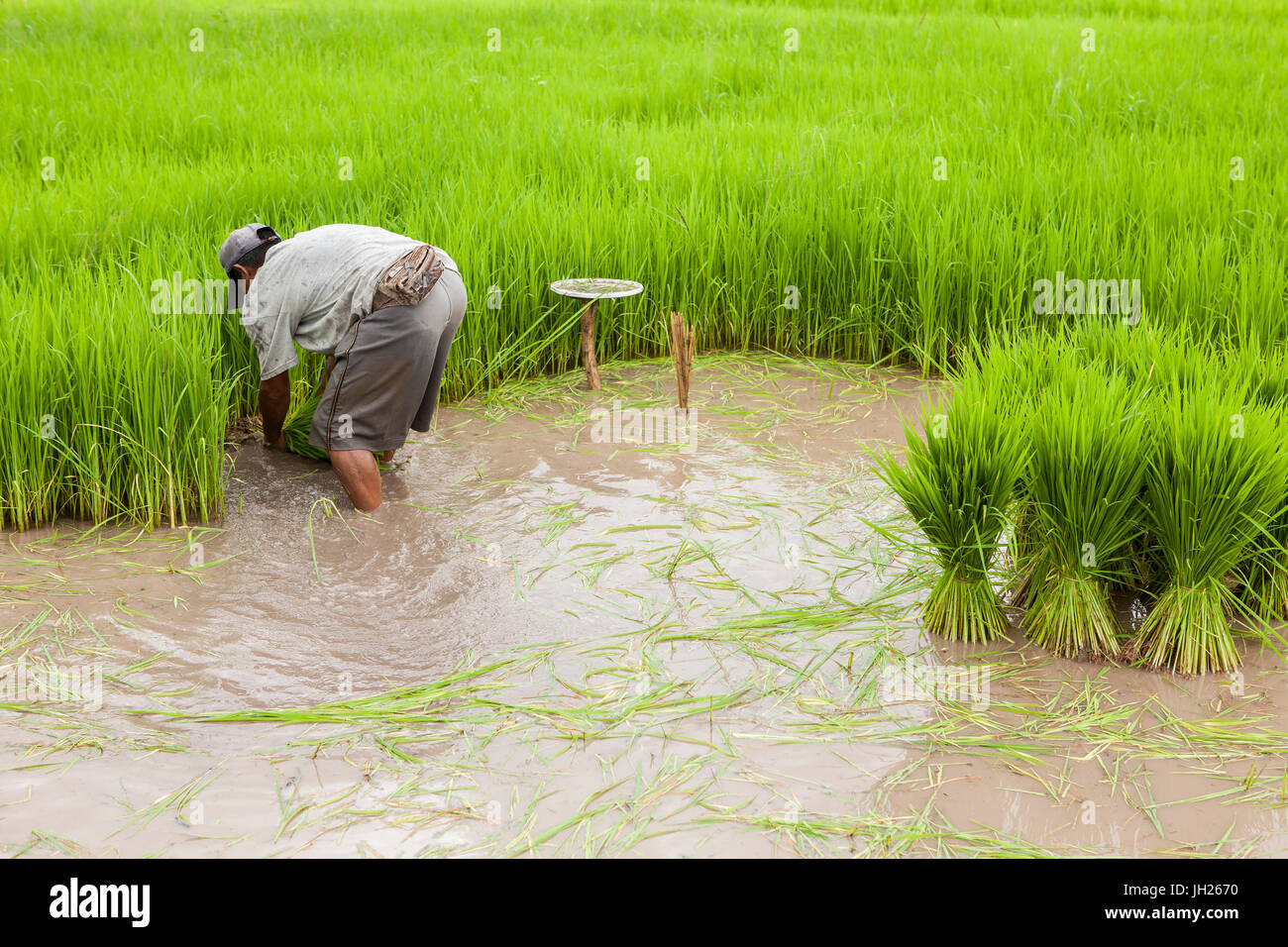 thai farmer working in rice paddy field Stock Photo - Alamy