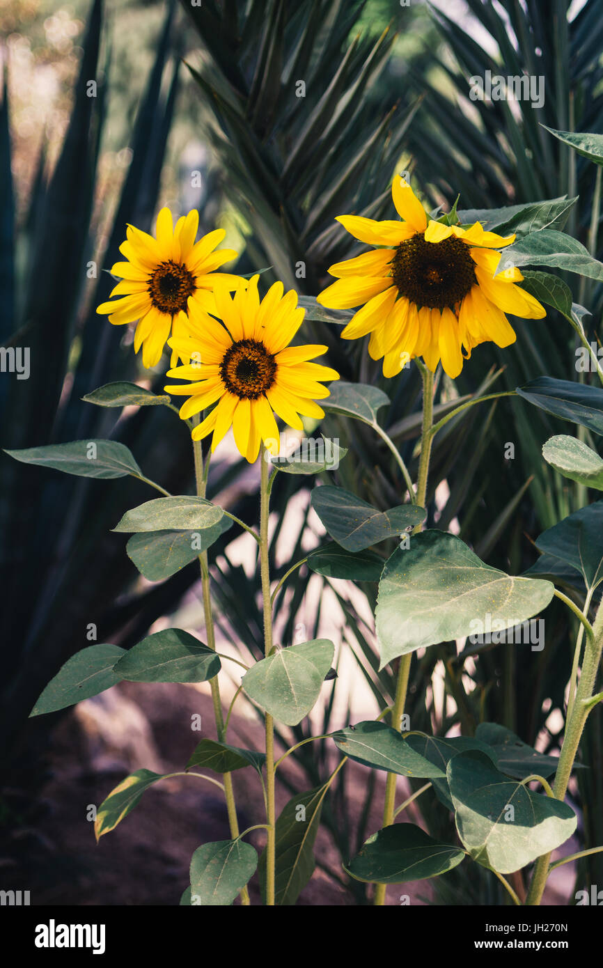Three sunflowers growing in a garden outdoors Stock Photo - Alamy