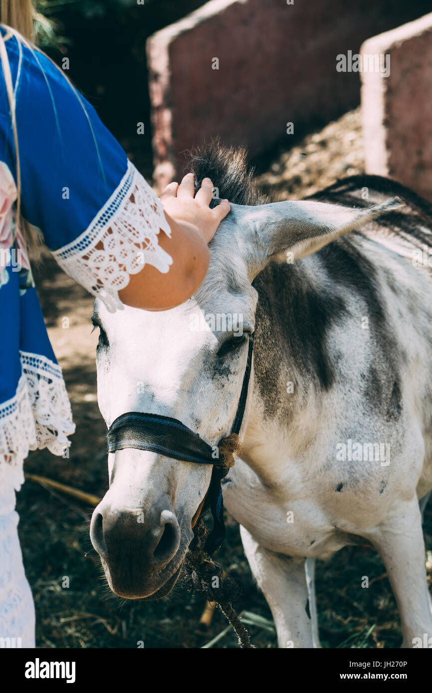 Female hand petting a donkey Stock Photo - Alamy