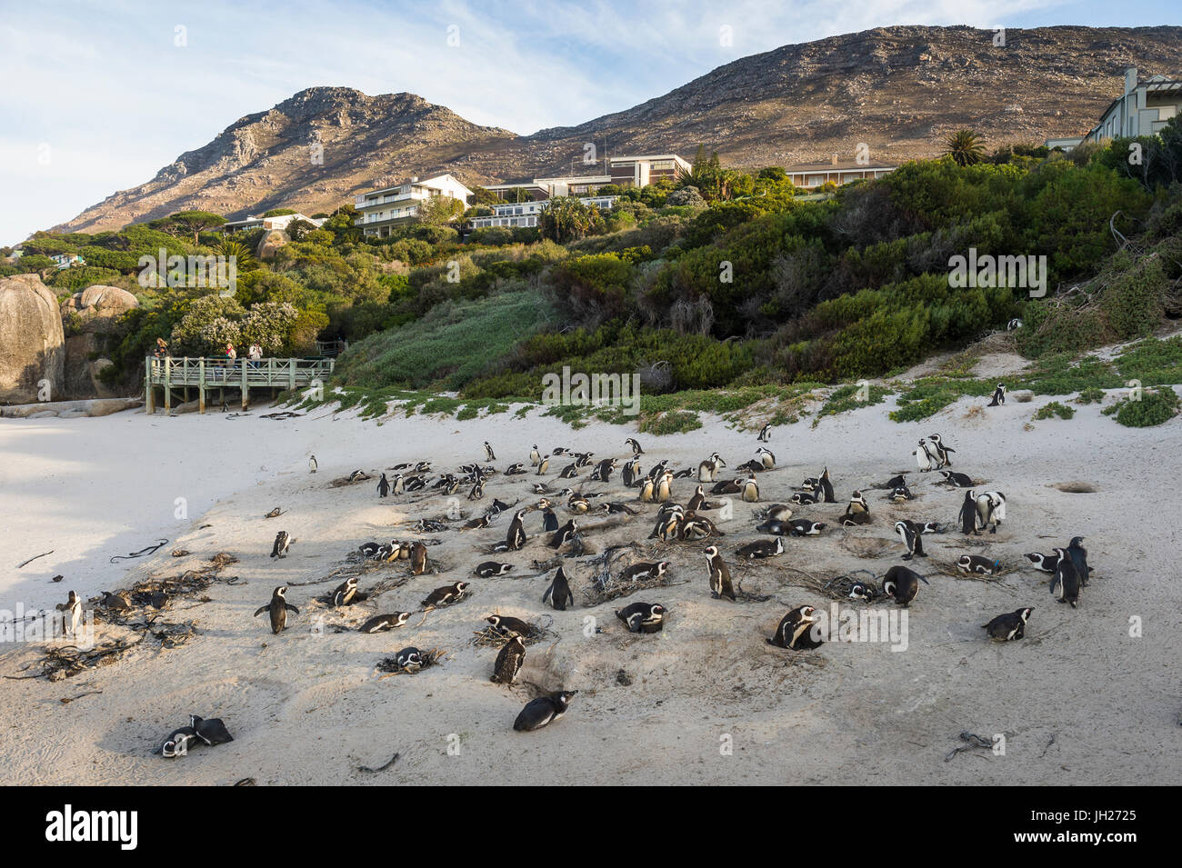 Mother and baby African penguin (jackass penguin) (Spheniscus demersus ...