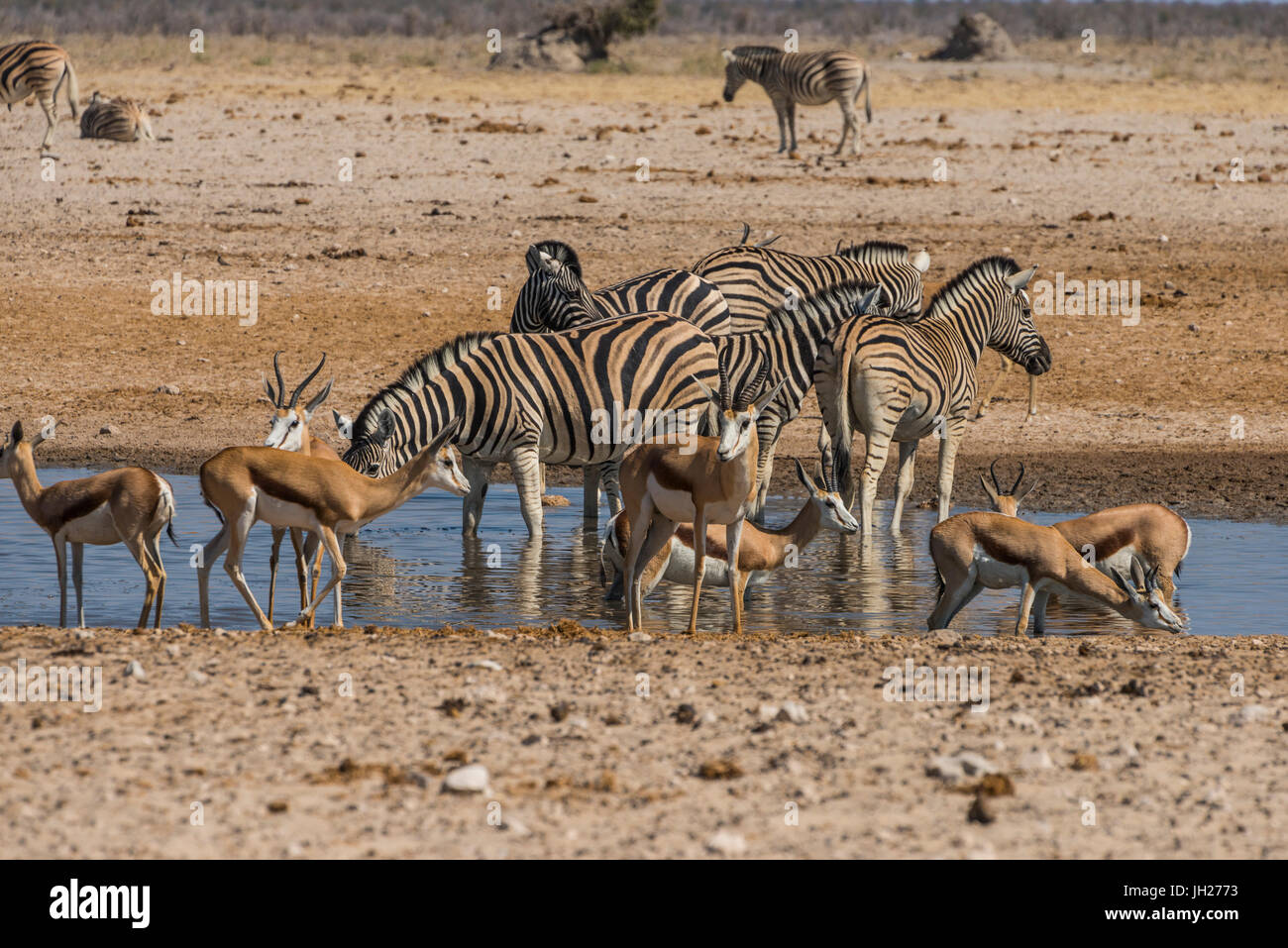 Watering hole animals hi-res stock photography and images - Alamy