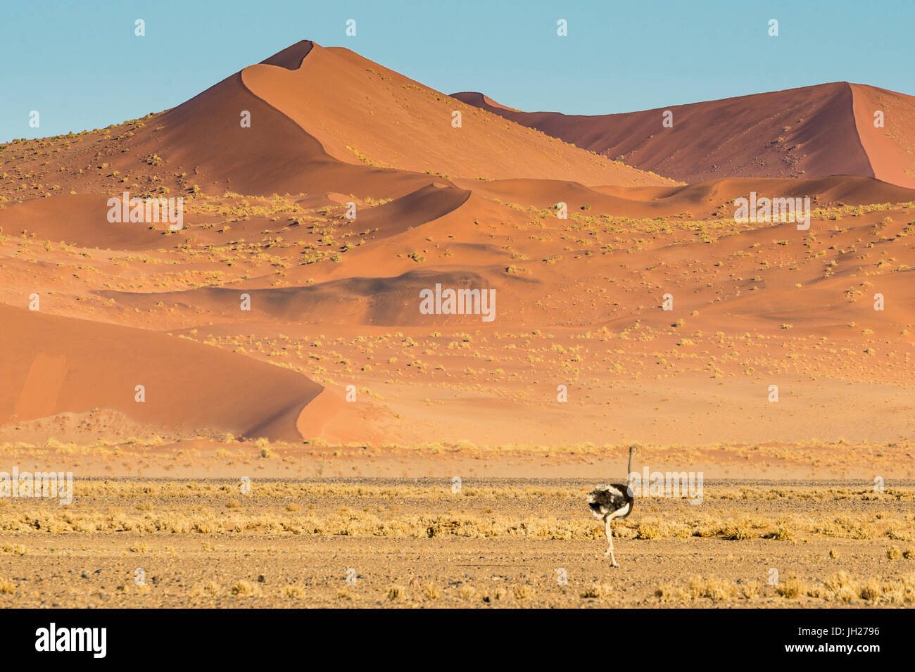 Ostrich wandering in front giant sand dune hi-res stock photography and ...