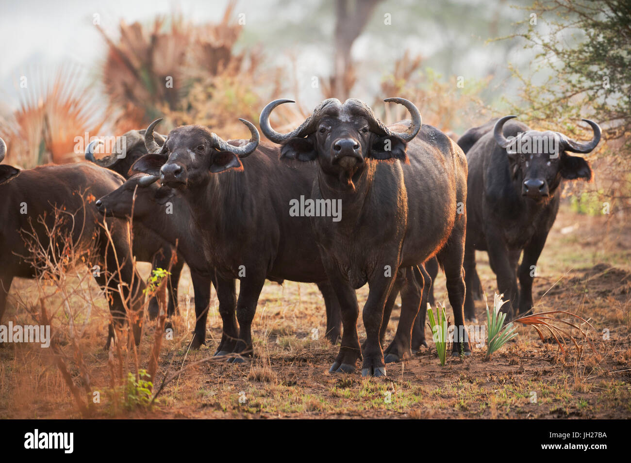 Syncerus africa hi-res stock photography and images - Alamy