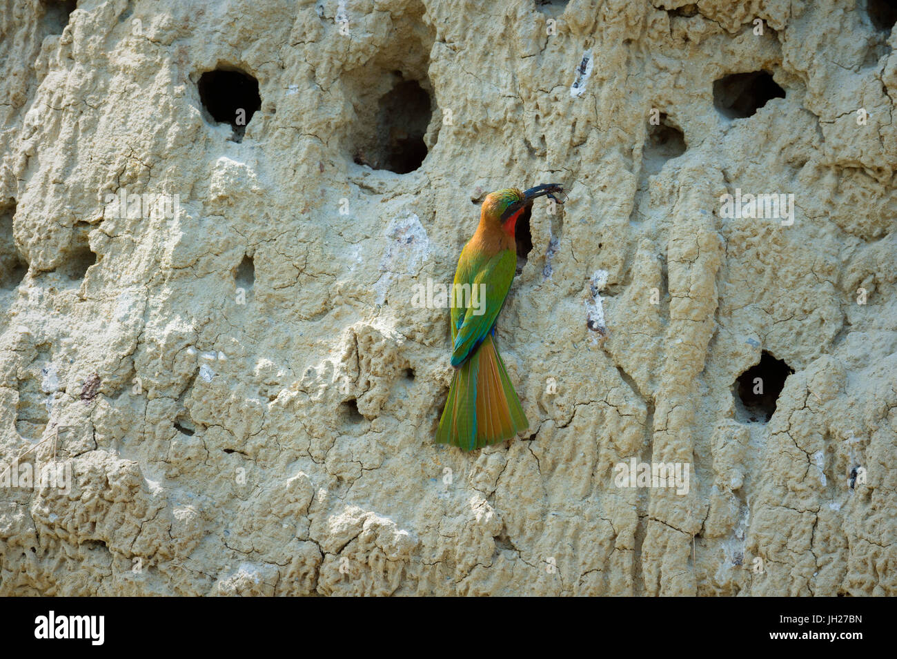 Merops bulocki hi-res stock photography and images - Alamy