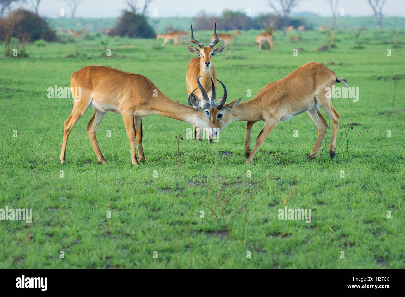 Ugandan Kob (Kobus Kob), Uganda, Africa Stock Photo - Alamy