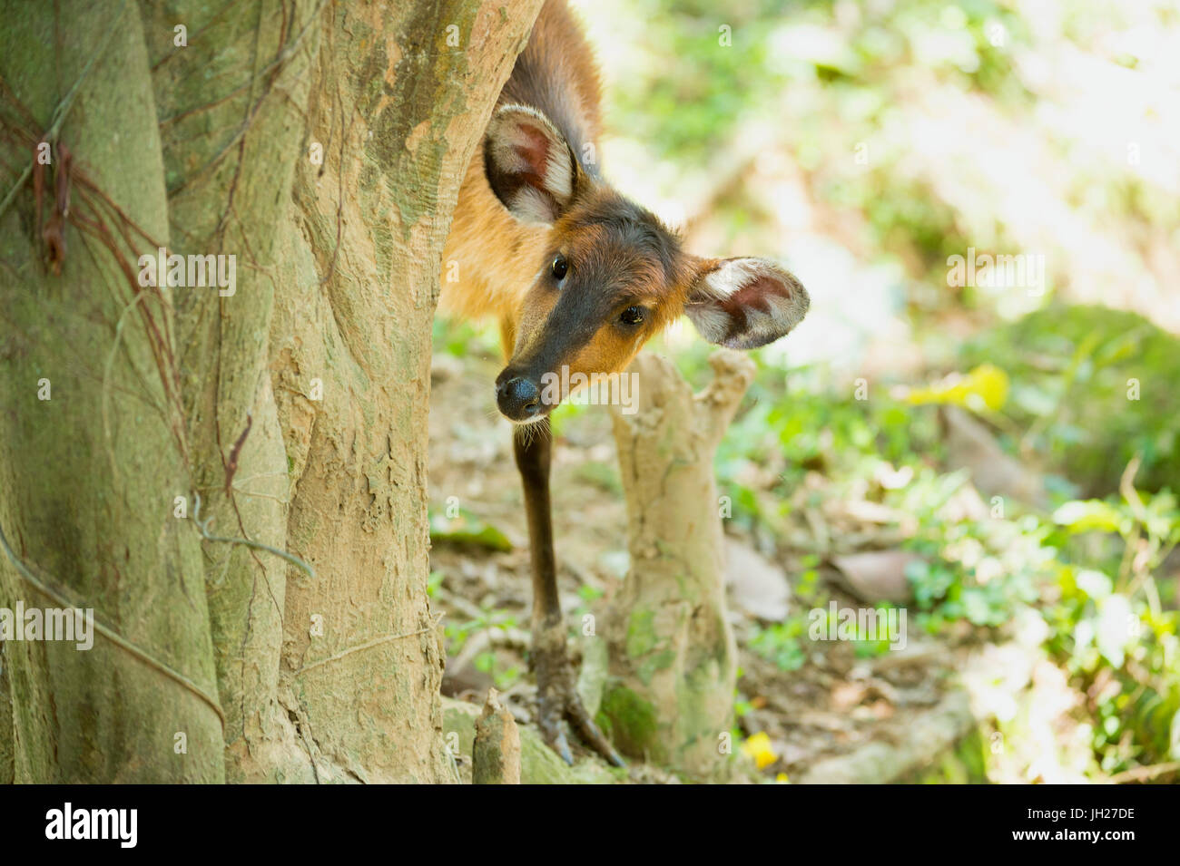 Common Duiker (Sylvicapra grimmia), Uganda, Africa Stock Photo - Alamy