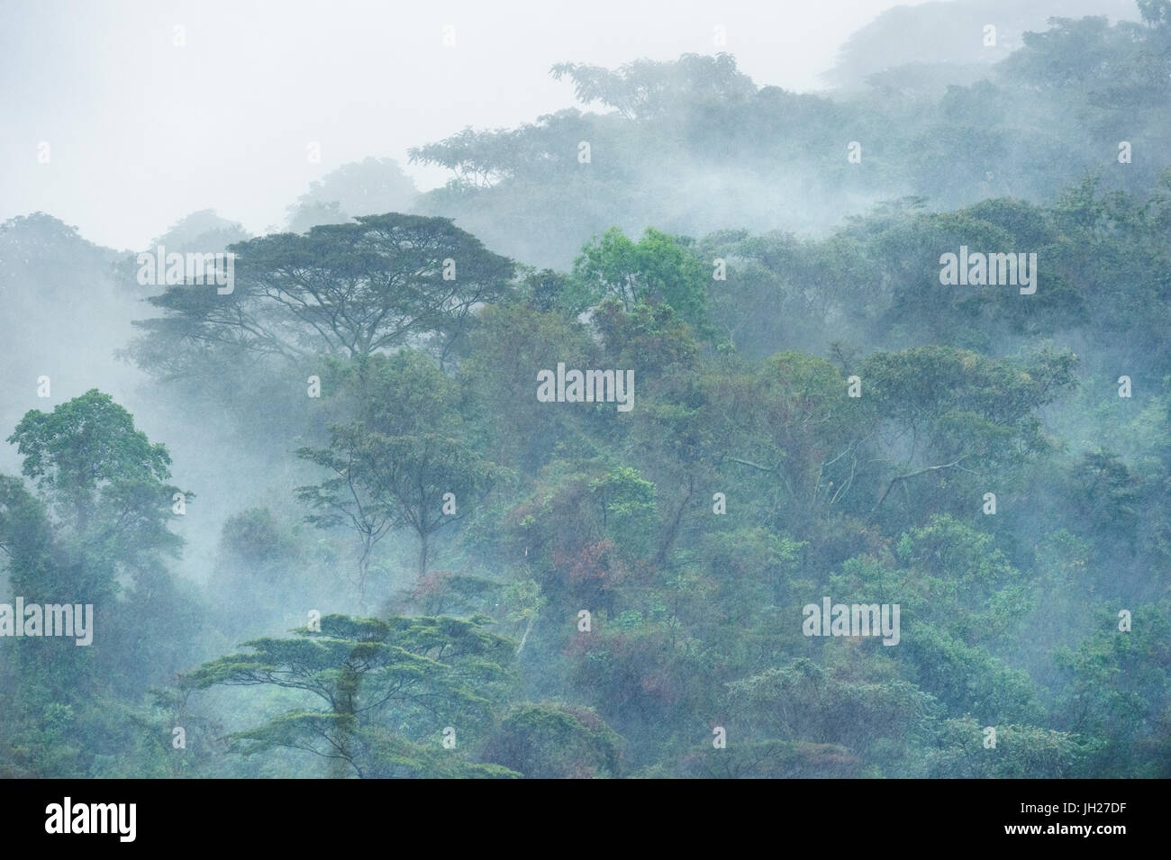 Bwindi Impenetrable Forest, UNESCO World Heritage Site, Uganda, Africa ...