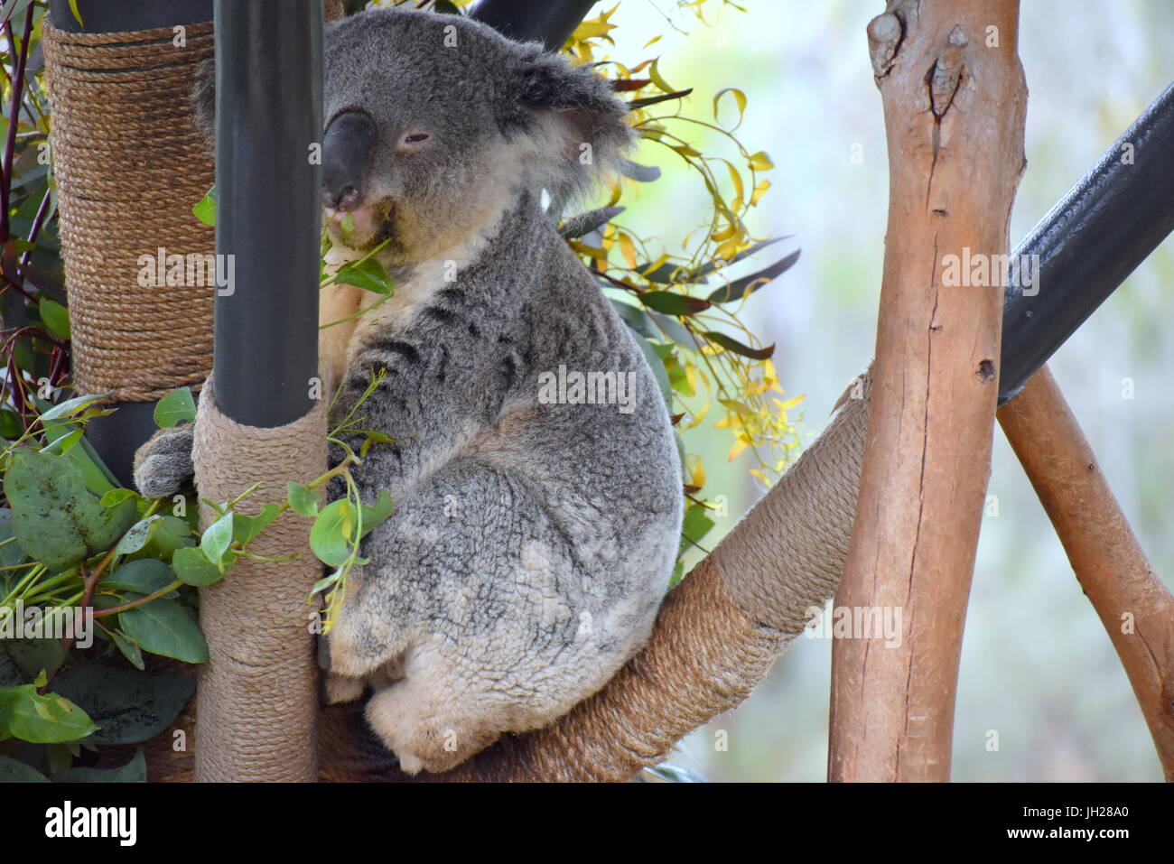 Fatpanda hi-res stock photography and images - Alamy