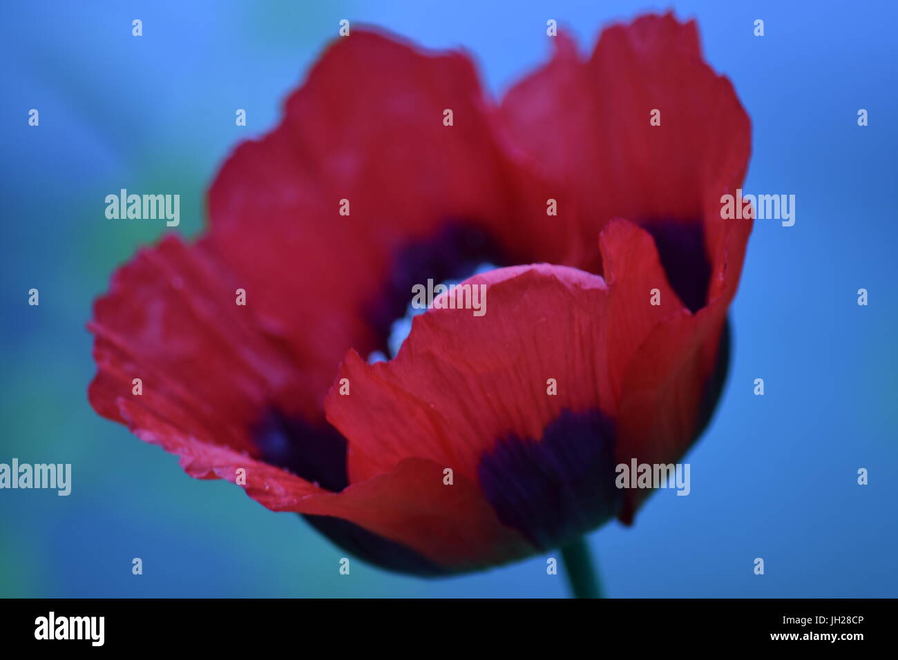 Red opium poppy Stock Photo - Alamy