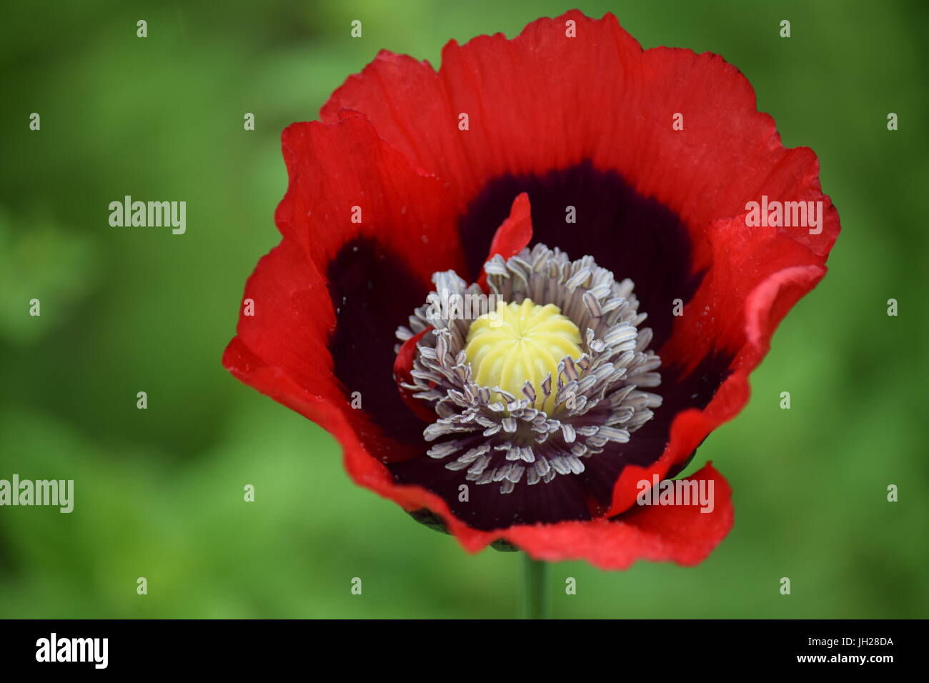 Big red poppy flower Stock Photo - Alamy