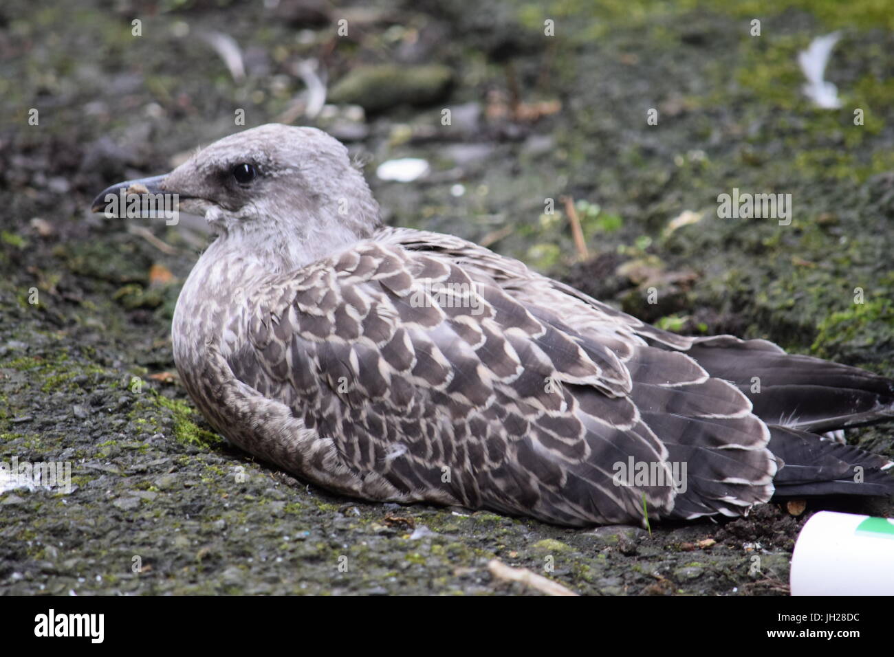 Fledgling greater black-backed gull Stock Photo - Alamy