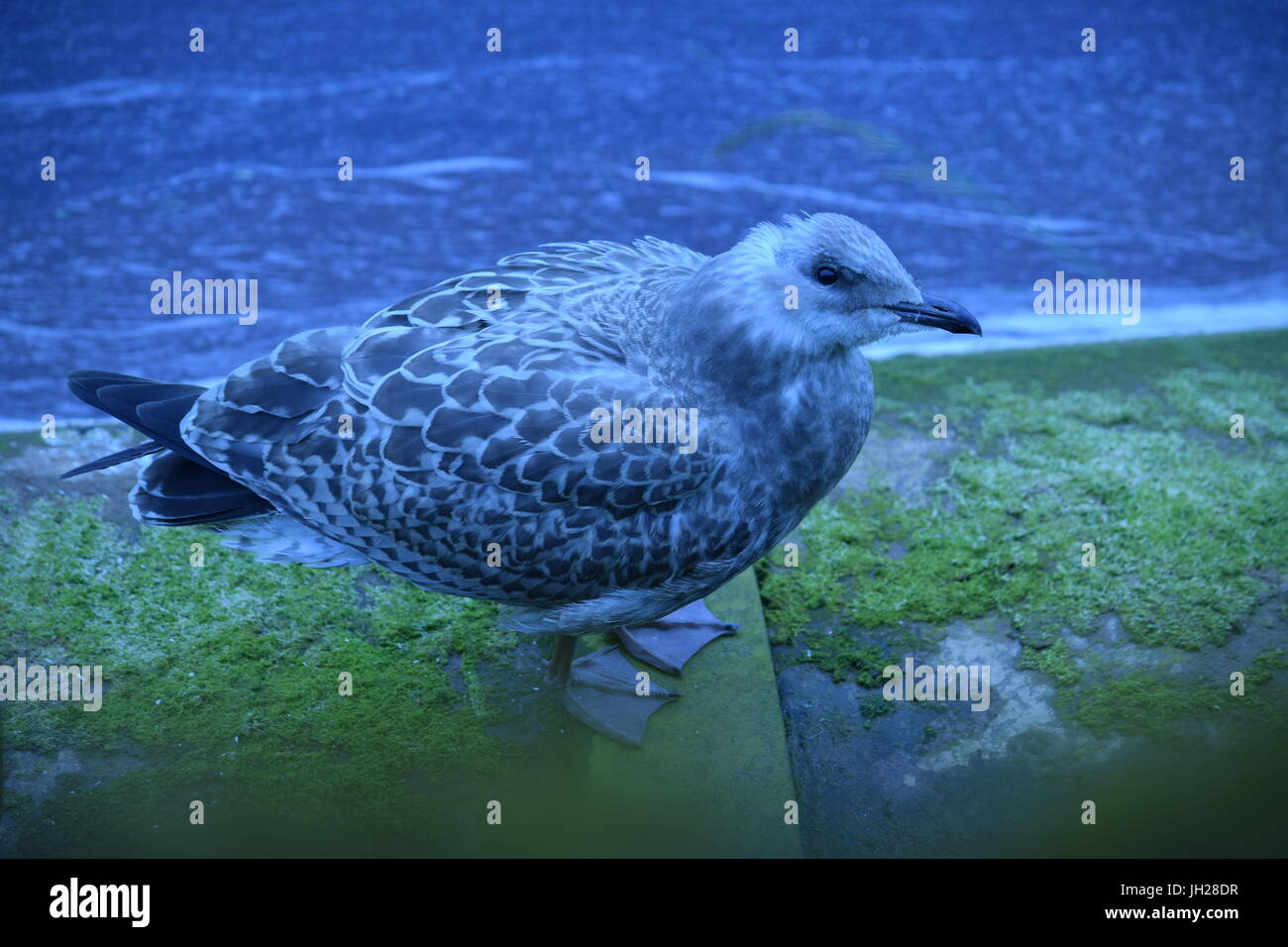 Greater black-backed gull fledgling Stock Photo - Alamy
