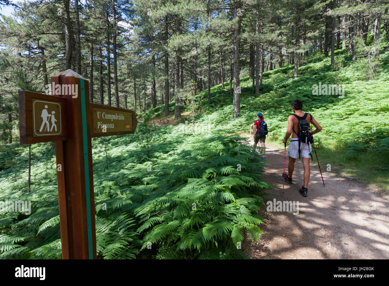 Hikers proceed on the path in the green woods of Col de Bavella (Pass ...