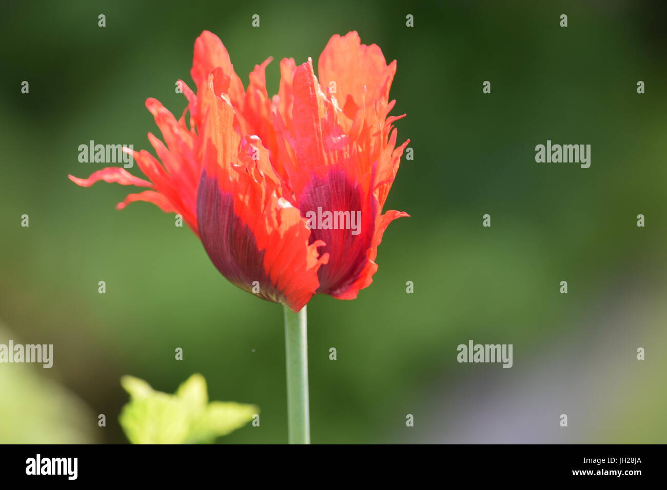 Red ragged opium poppy Stock Photo - Alamy