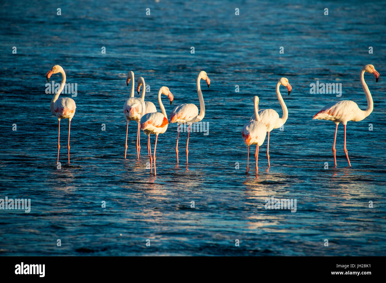 Phoenicopteridae hi-res stock photography and images - Alamy
