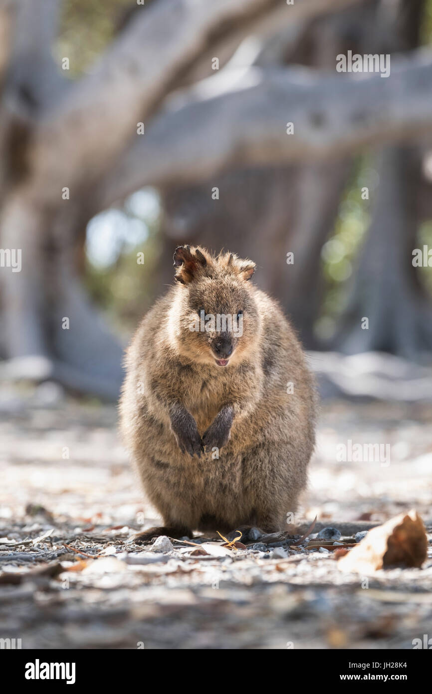Quokka (Setonix brachyurus), Rottnest Island, Australia, Pacific Stock ...