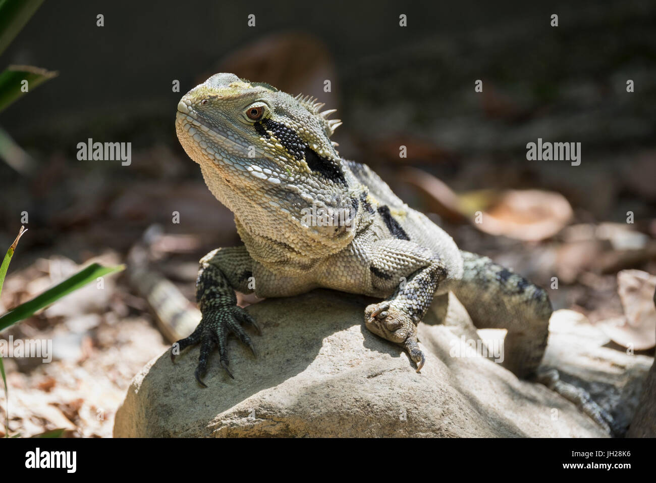 Goanna lizard australia hi-res stock photography and images - Alamy