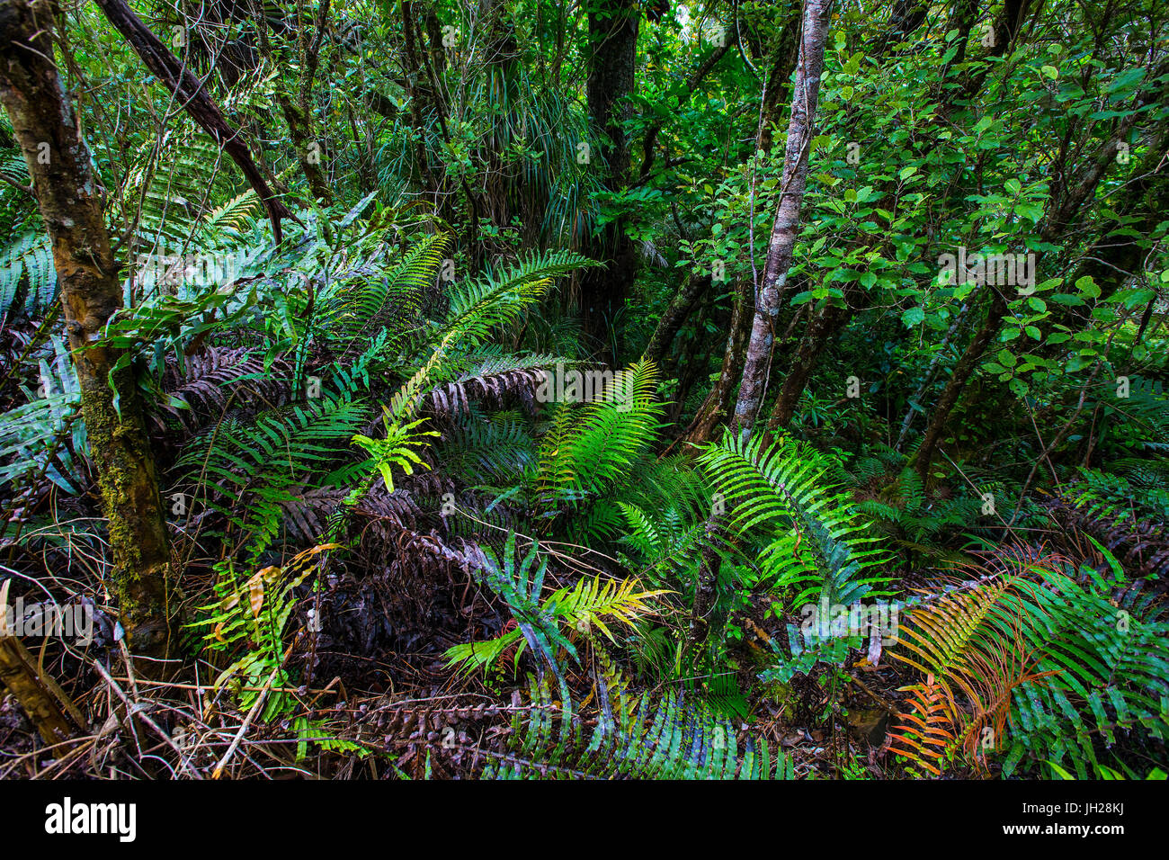Waipoua Kauri Forest, Northland, North Island, New Zealand, Pacific ...