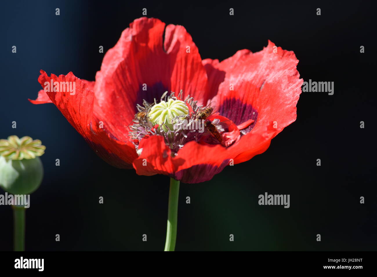 Big red opium poppy Stock Photo - Alamy