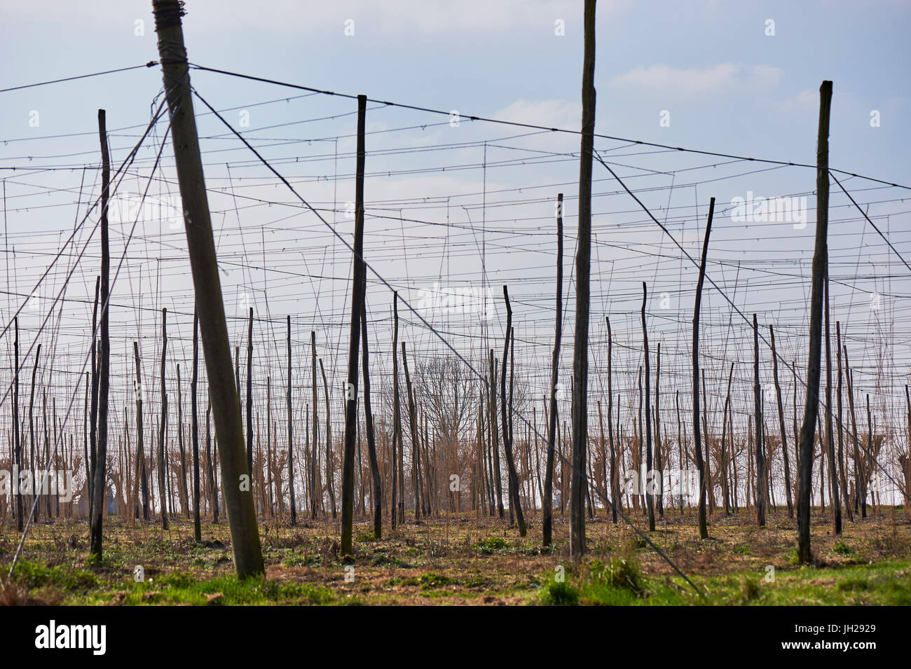 Hop bins bines in early growing in field east peckham hi-res stock ...
