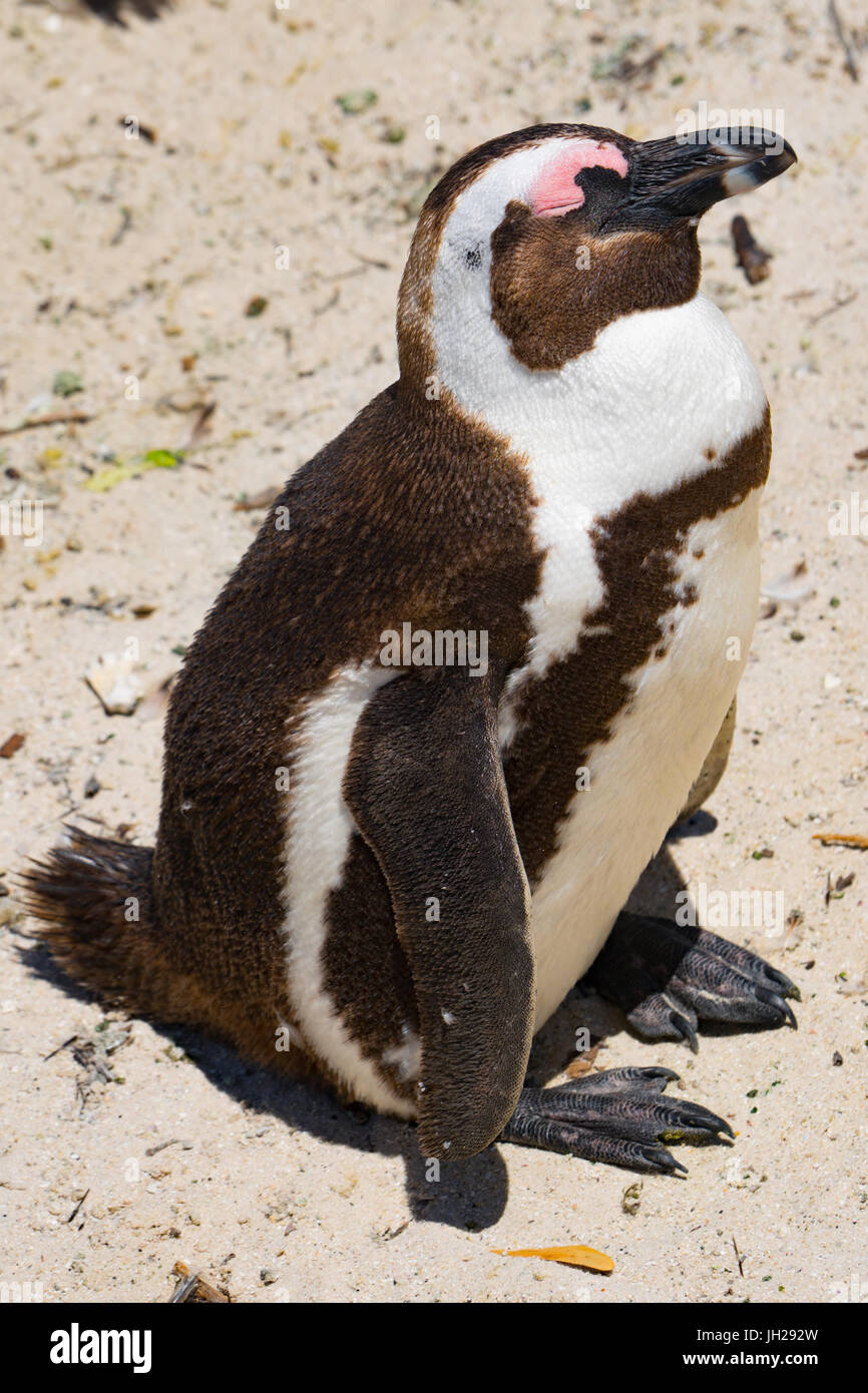Full sole hi-res stock photography and images - Alamy
