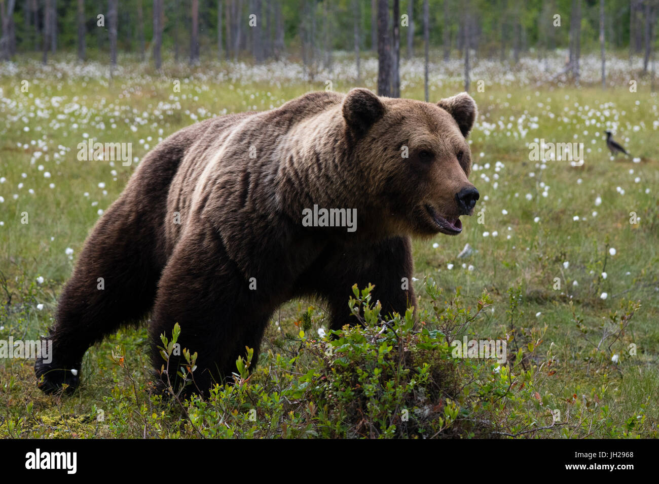 Portrait of a European brown bear (Ursus arctos), Kuhmo, Finland ...