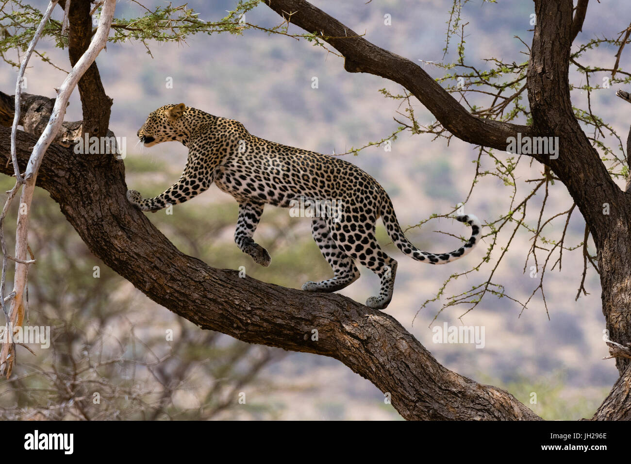 A leopard (Panthera pardus) walking on a tree branch, Samburu National ...