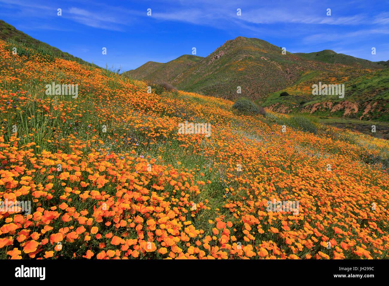 Poppies, Walker Canyon, Lake Elsinore, Riverside County, California ...