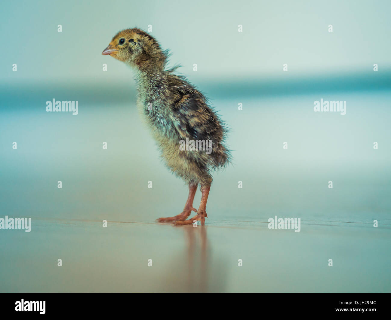 One week old chicken hi-res stock photography and images - Alamy