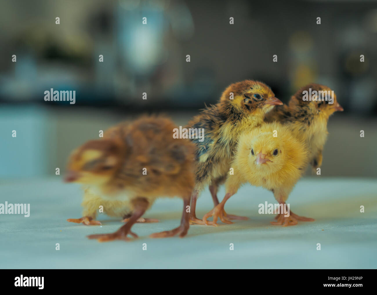 Angry chickens hi-res stock photography and images - Alamy