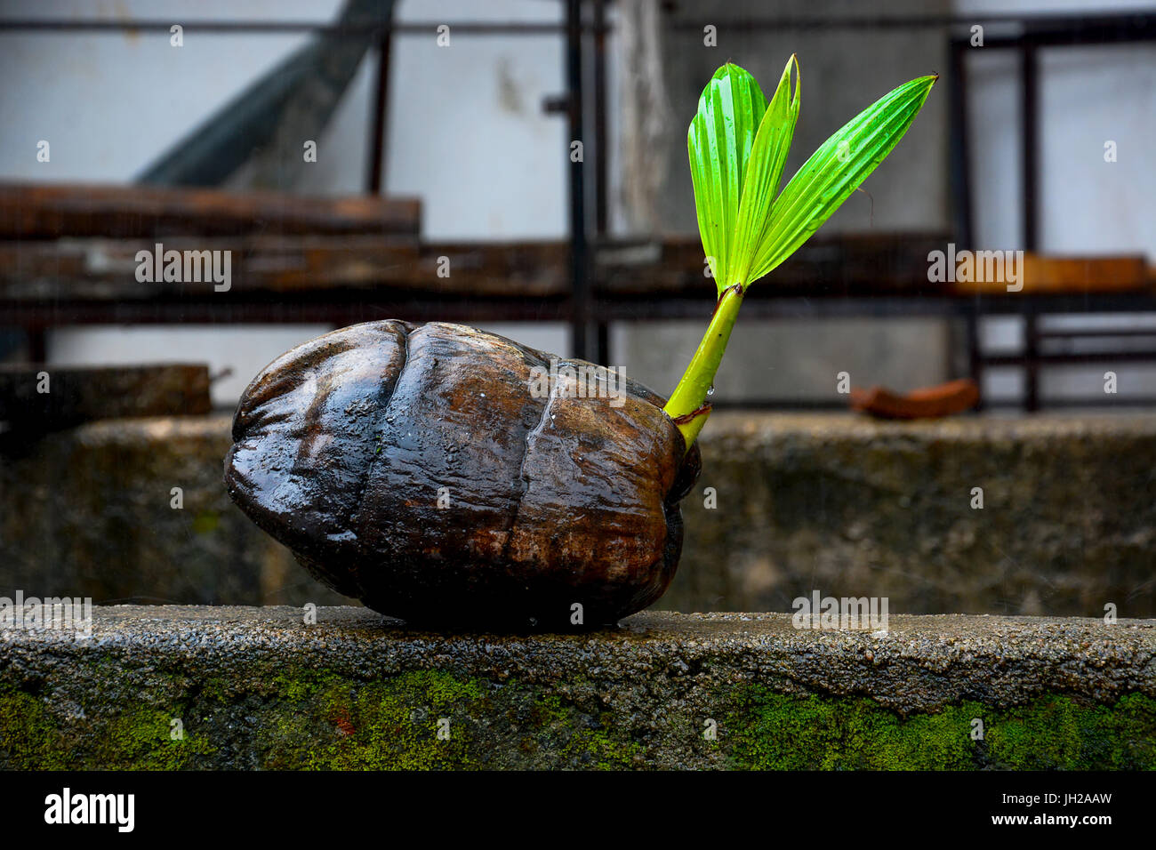 Ccoconut tree hi-res stock photography and images - Alamy