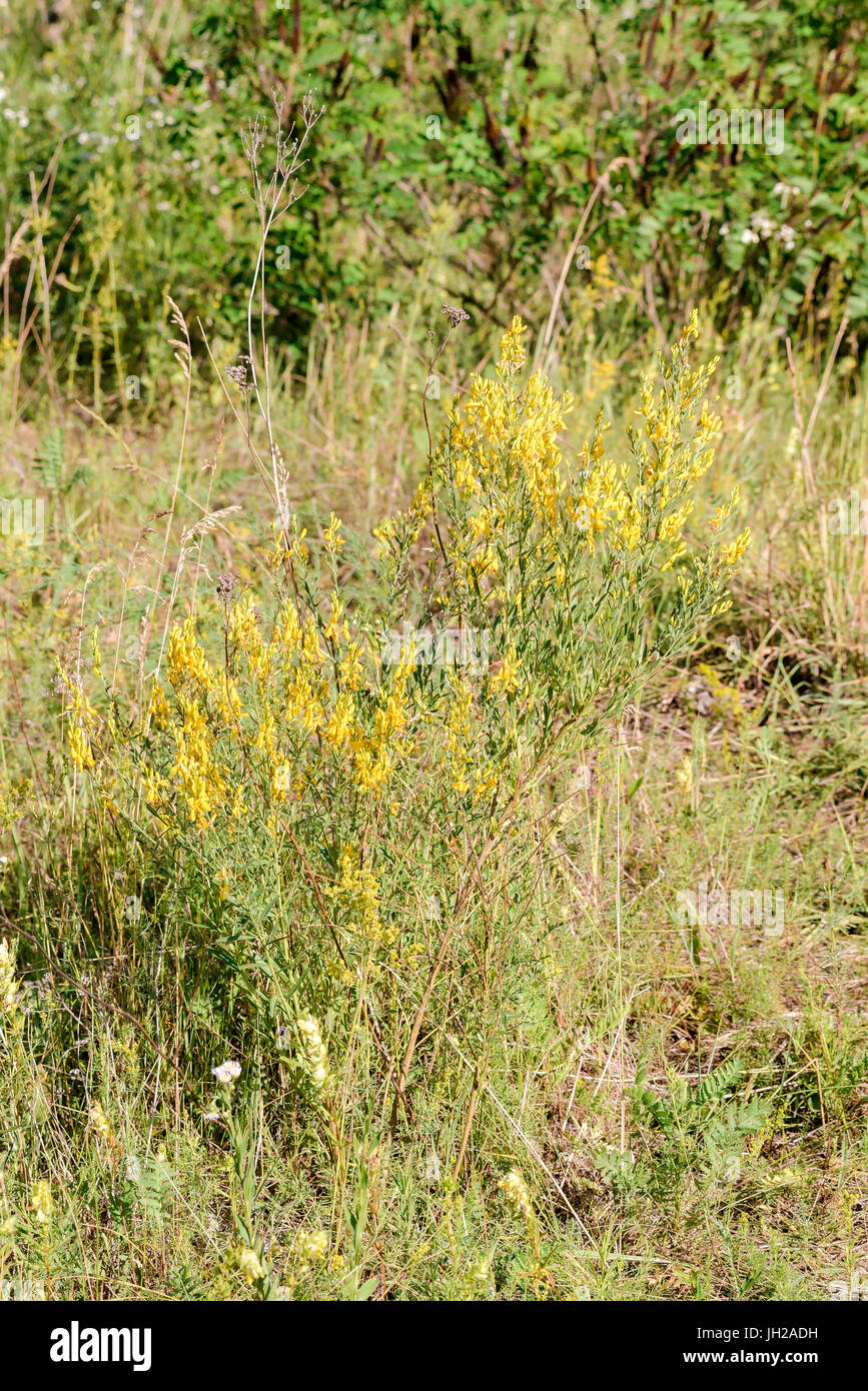 Yellow Genista januensis, also known as broom, growing in a sandy soil ...