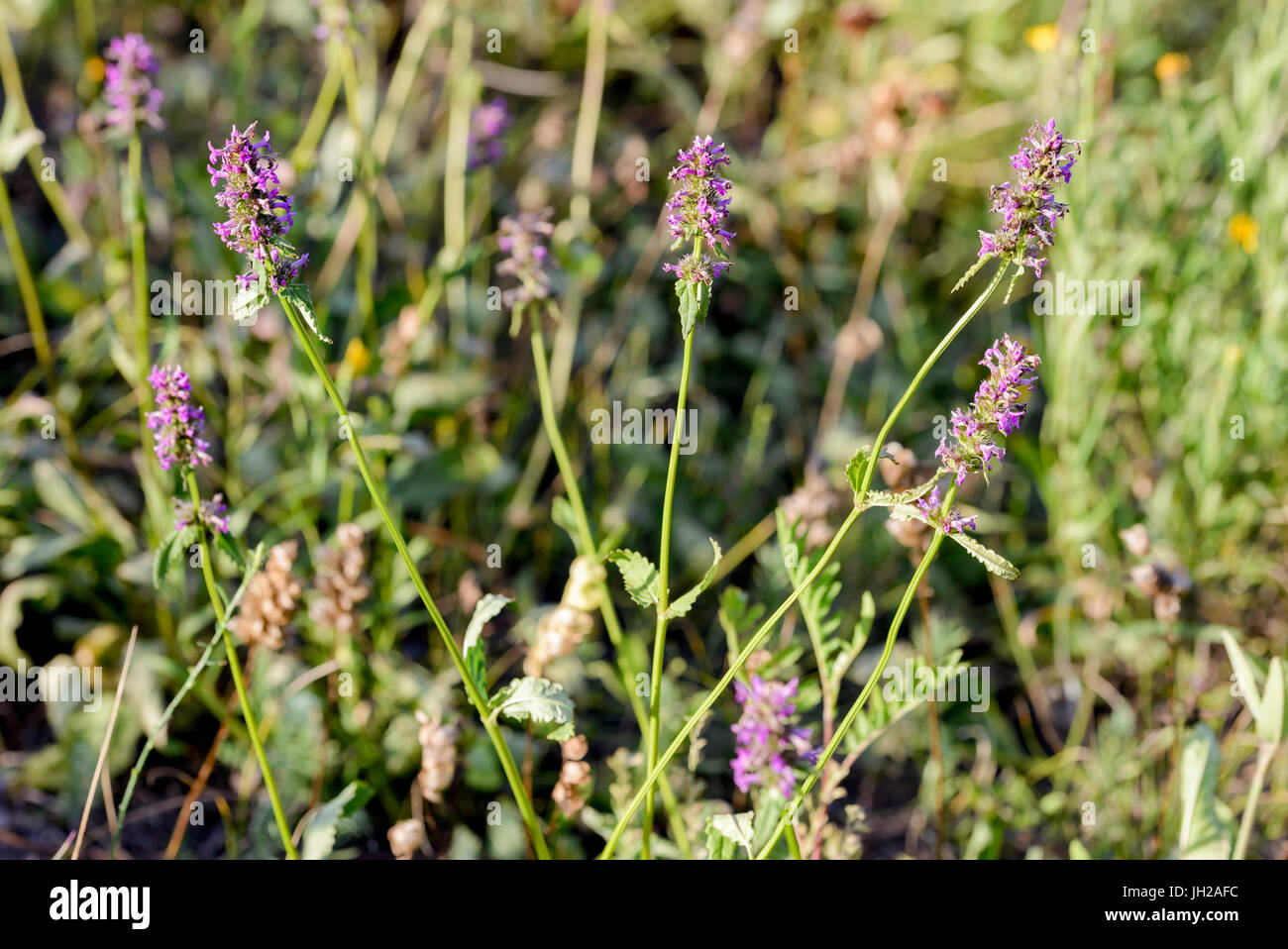 Stachys officinalis flowers also known as common hedgenettle, betony ...