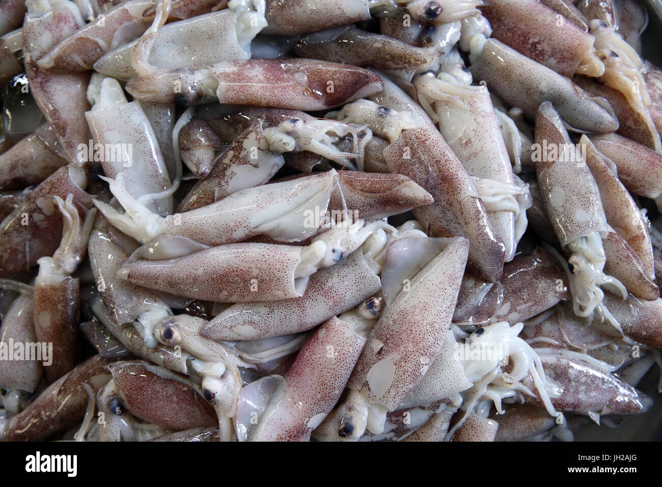 Vung Tau fish market. Fresh squid. Vietnam Stock Photo - Alamy