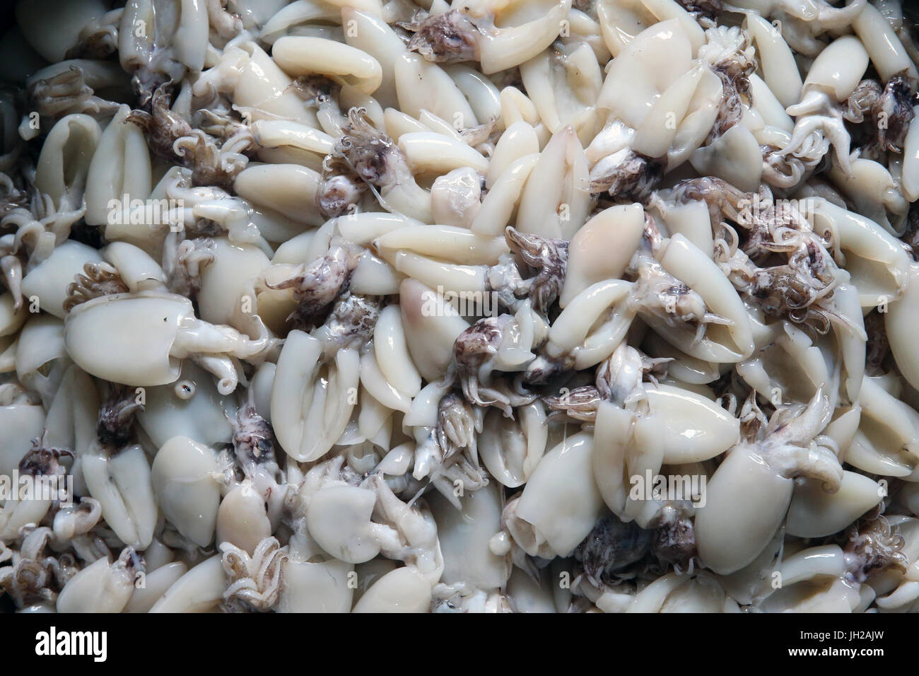 Vung Tau fish market. Fresh squid. Vietnam Stock Photo - Alamy