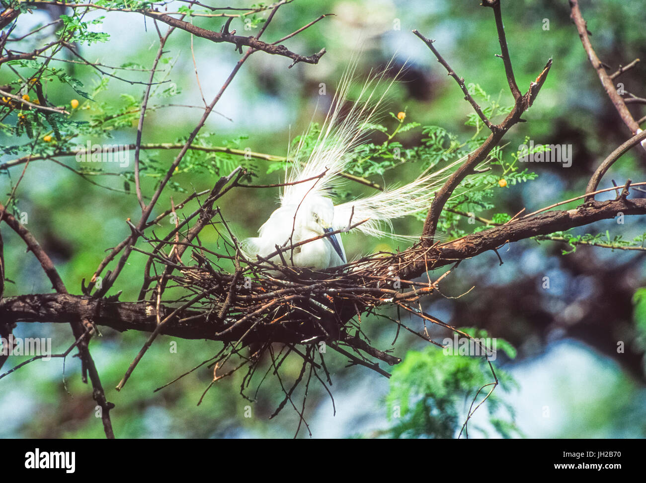 Intermediate Egret,(Ardea intermedia), showing breeding plumage on nest ...