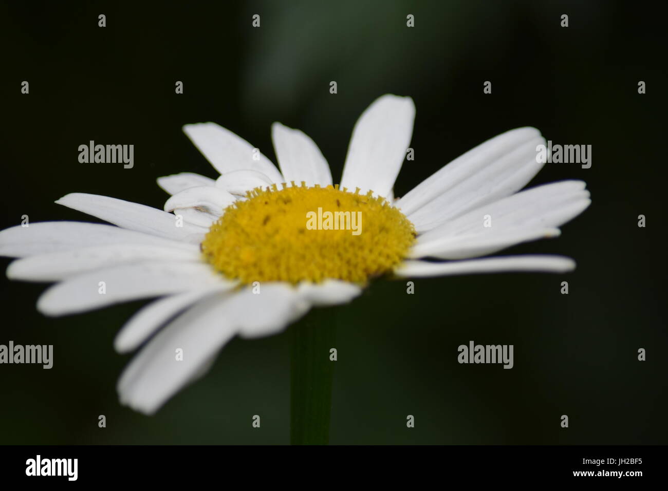 Big Daisy High Resolution Stock Photography and Images - Alamy