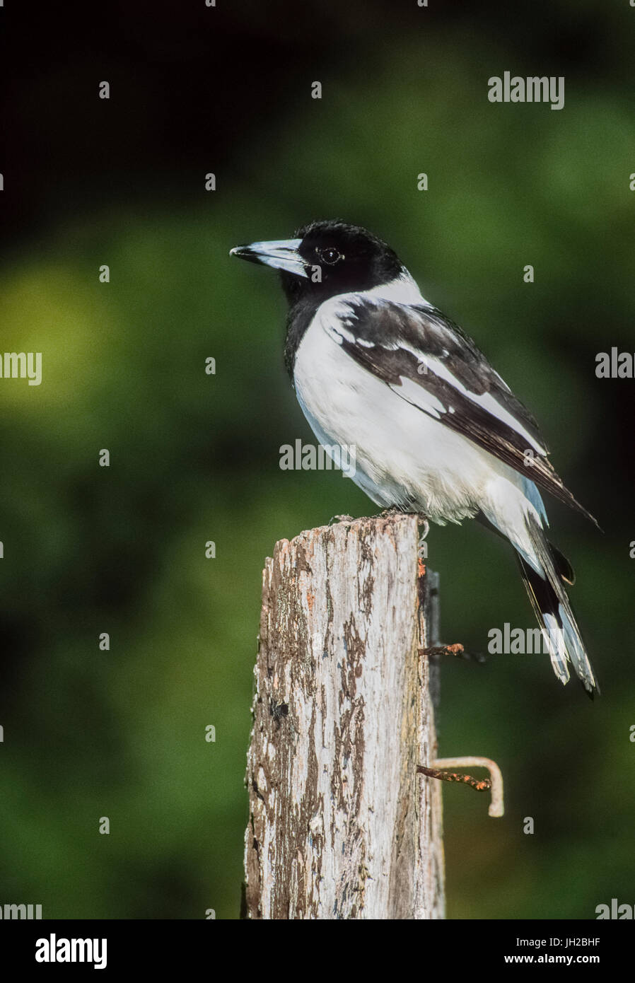 Butcher birds hi-res stock photography and images - Alamy