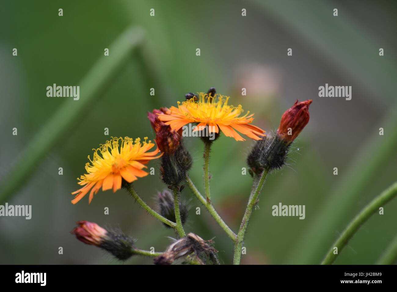 Orange hawk weed hi-res stock photography and images - Alamy