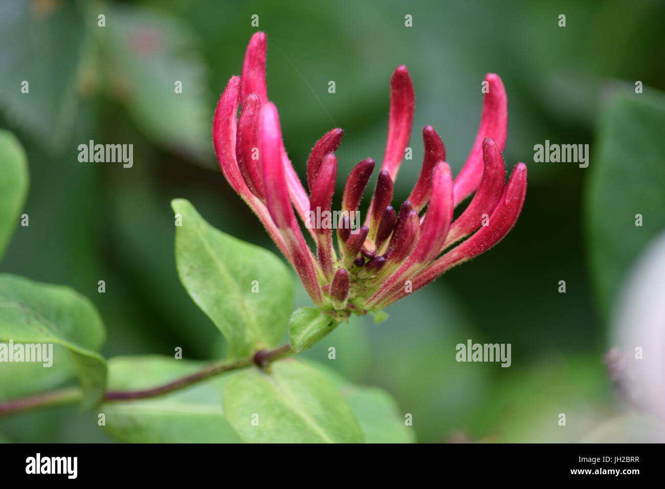 Lonicera flowering buds Stock Photo - Alamy
