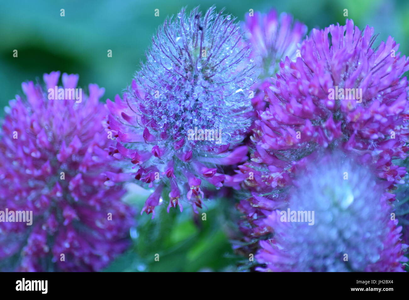 Purple agastache flowers Stock Photo - Alamy
