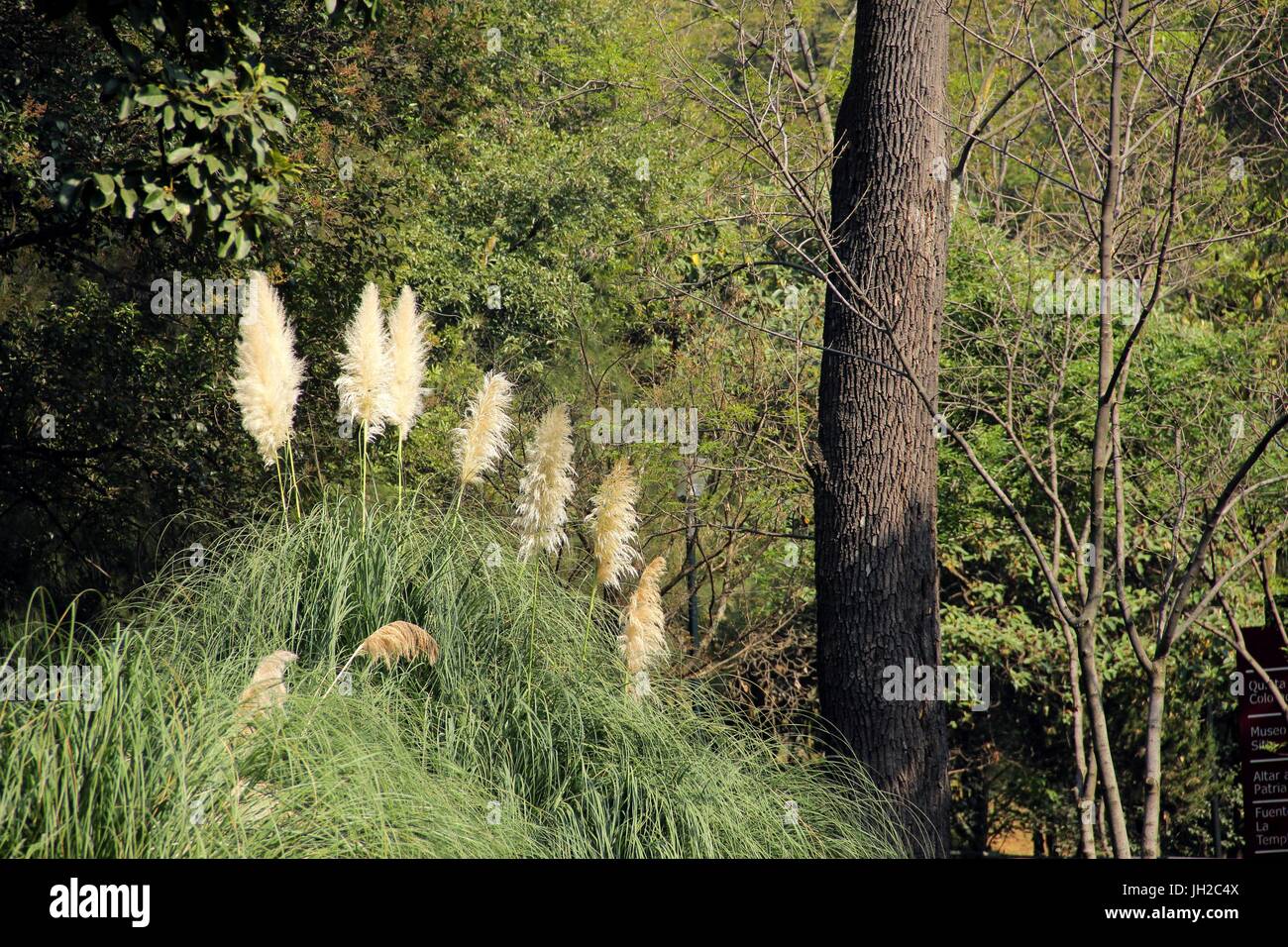 Ahuehuete hi-res stock photography and images - Alamy