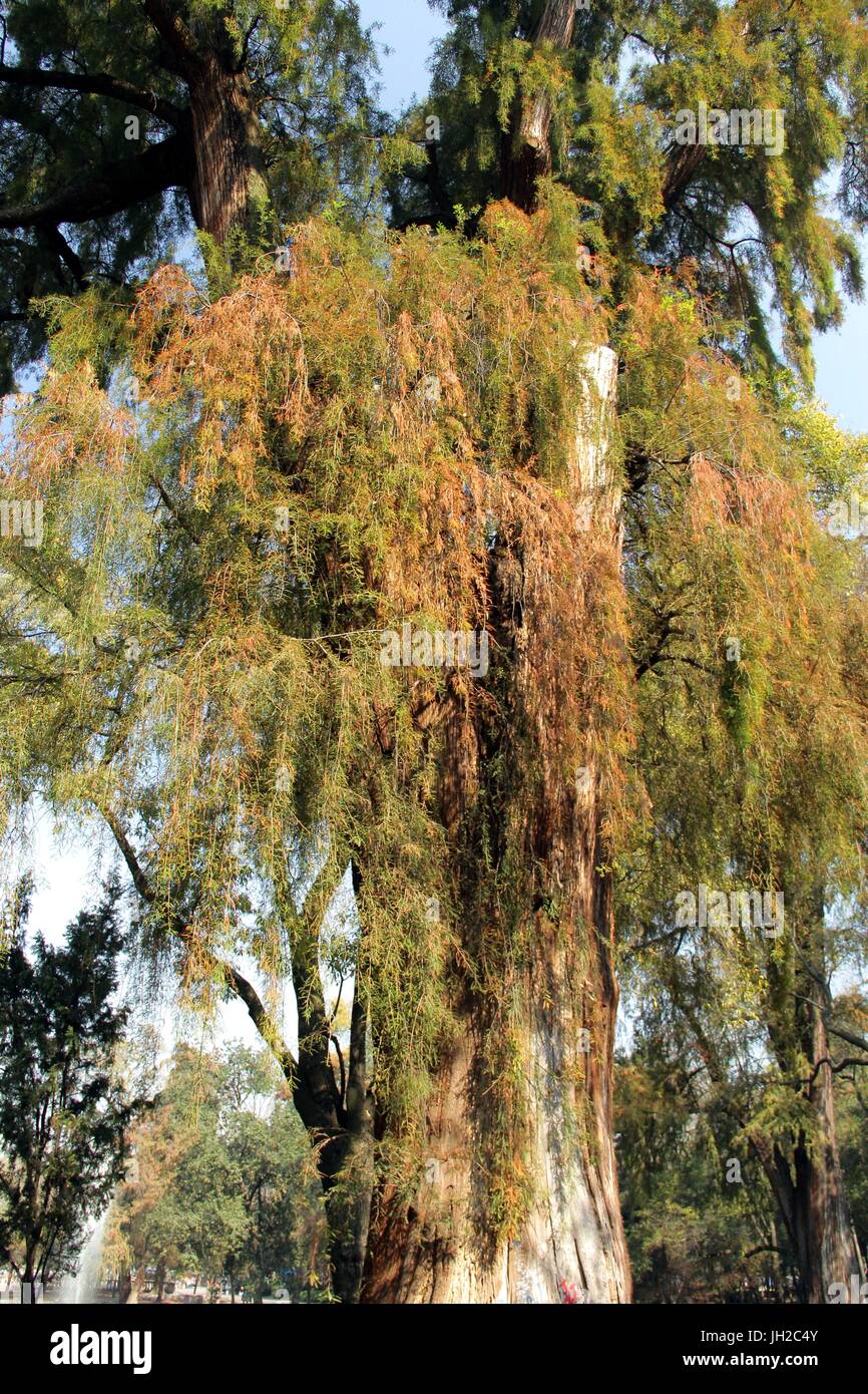 Ahuehuete hi-res stock photography and images - Alamy