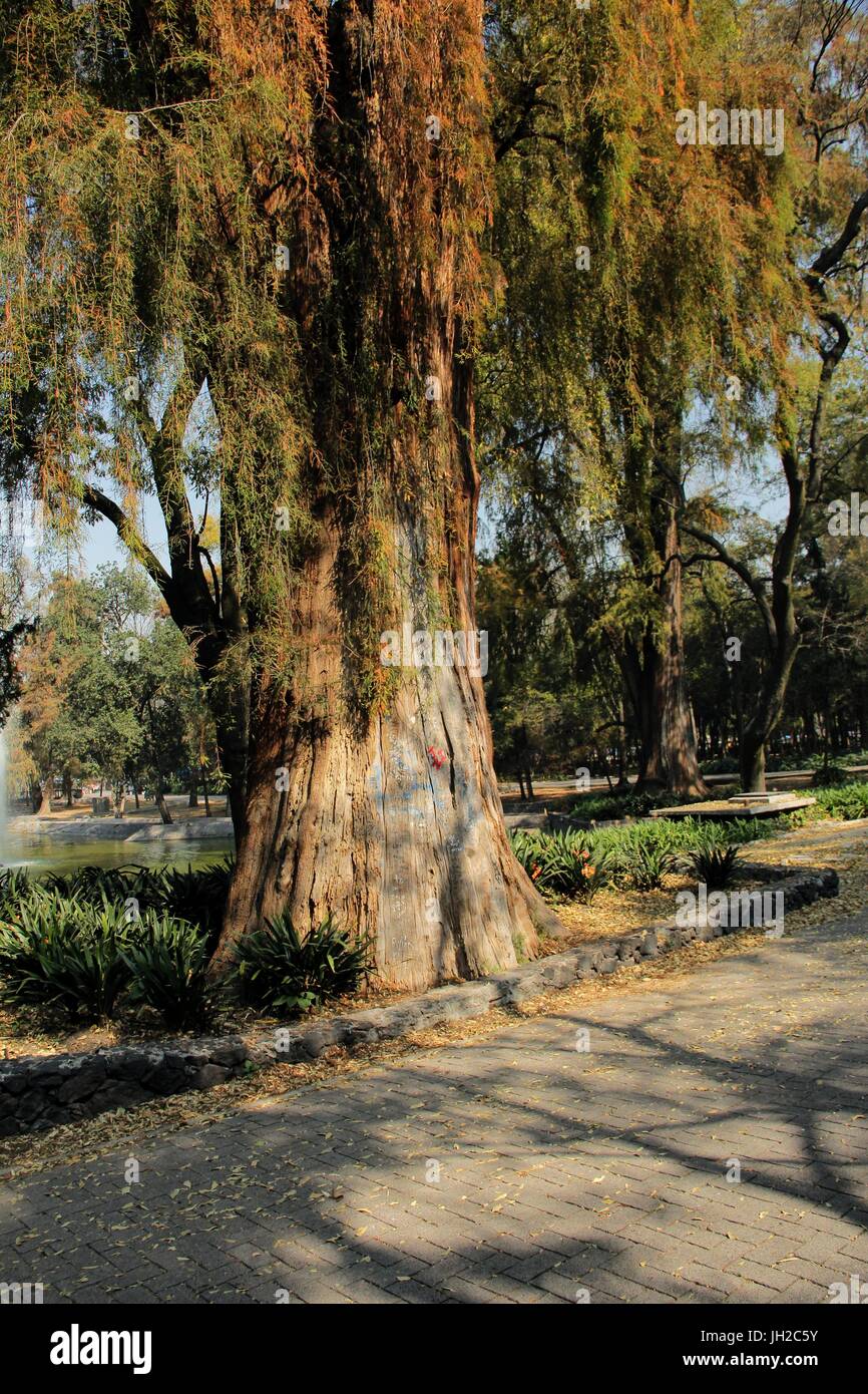 Ahuehuete hi-res stock photography and images - Alamy