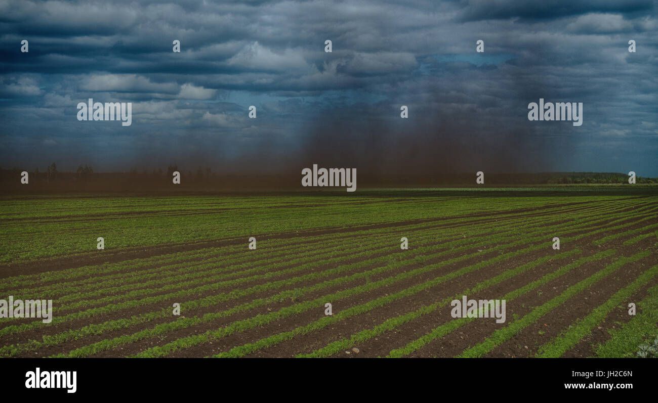 Black Blizzard ( dust devil. dust whirl) on agricultural lands. Loss of ...