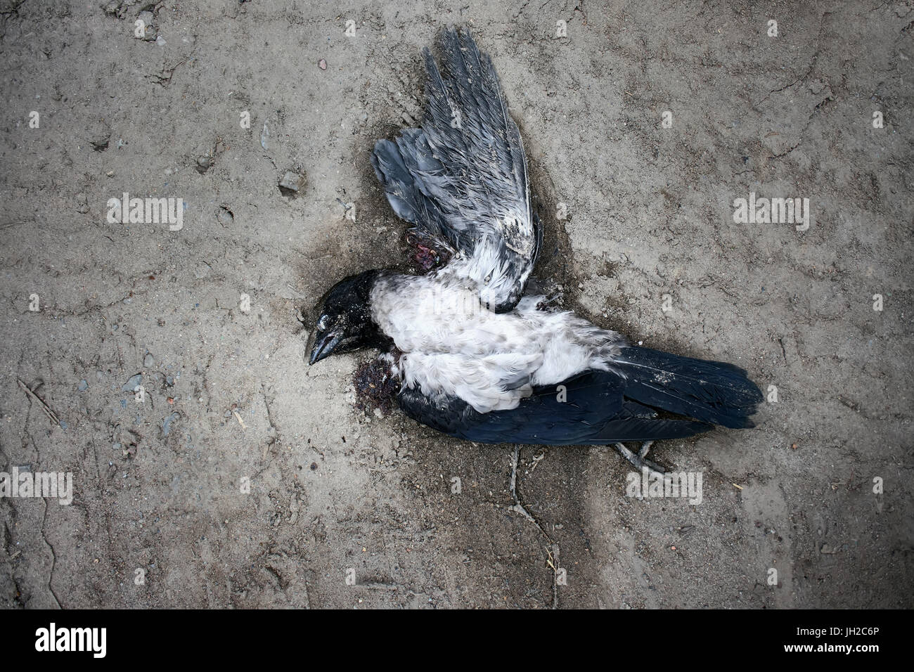 Death on road. Down hooded crow (Corvus corone) which eat ants Stock ...