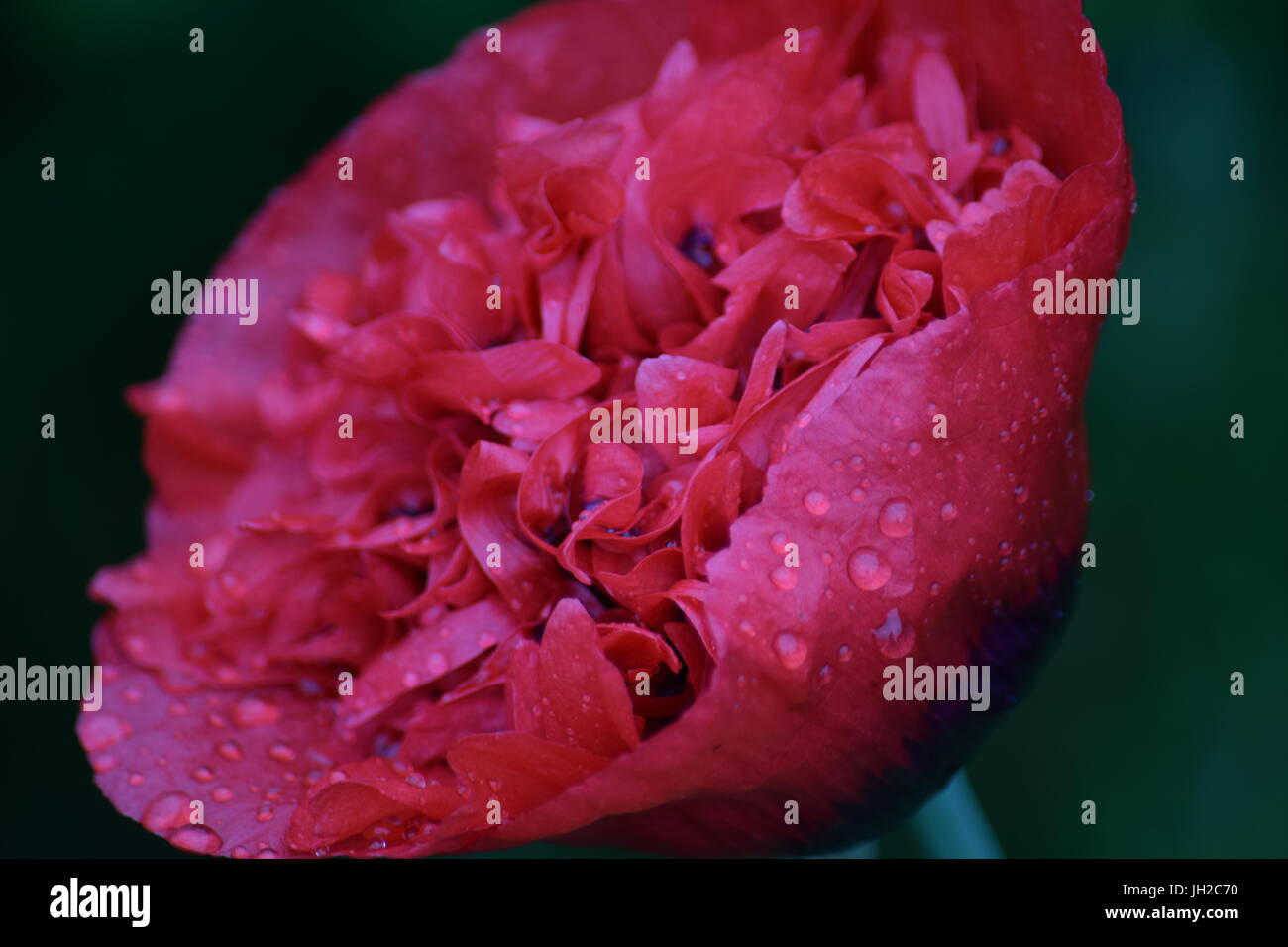 Red opium poppy Stock Photo - Alamy